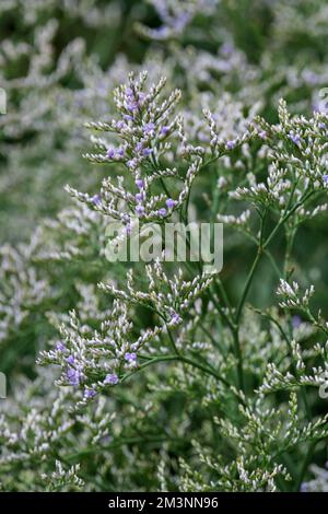 Statice flowers (limonium Stock Photo - Alamy