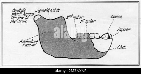 A drawing by W. P Pycraft of the restored jaw of the Piltdown Man ...
