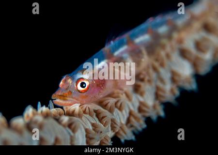 Beautiful colorful saltwater goby on coral reef in the Pacific Stock ...