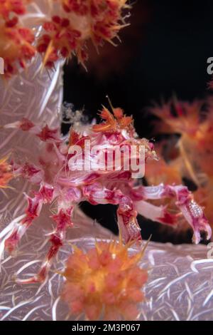 Pink candy crab camouflaging on coral reef Stock Photo - Alamy