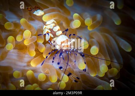 Cleaner shrimp on coral reef in Papua Stock Photo - Alamy
