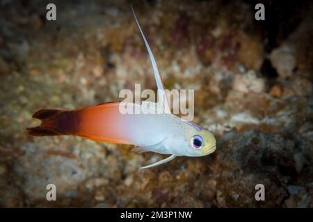 Fire dartfish swimming above healthy coral reef Stock Photo - Alamy