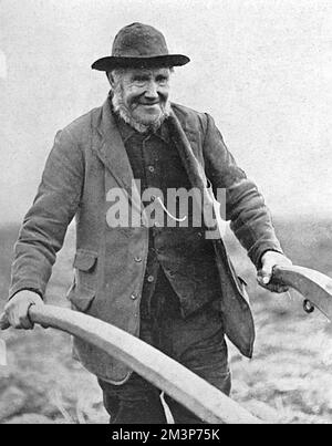 An old farm labourer in Essex returns to the plough to help in the war ...