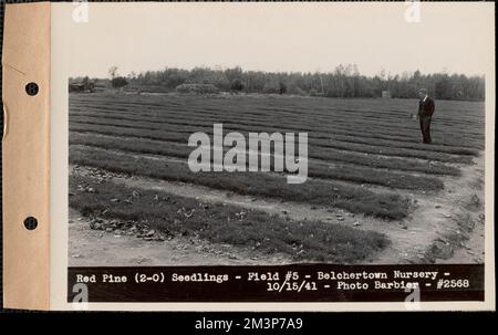 Red pine (1-0) seedlings, field #7, Belchertown Nursery, Belchertown ...