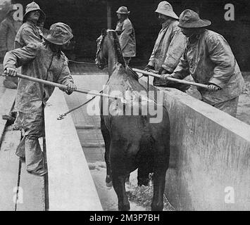 Men at a British Veterinary Hospital in France scrubbing a skin disease ...