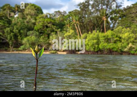 Lush pristine tropical island oasis in the Pacific Ocean - Jungle at ...