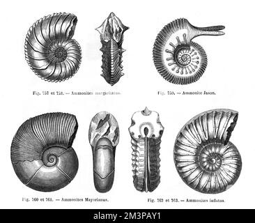 Extinct ammonite mollusc fossil. These are shelled cephalopods that ...