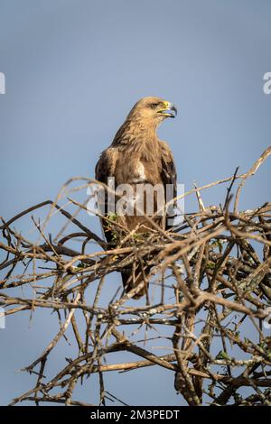 Tawny eagle on tangled branches opening mouth Stock Photo - Alamy