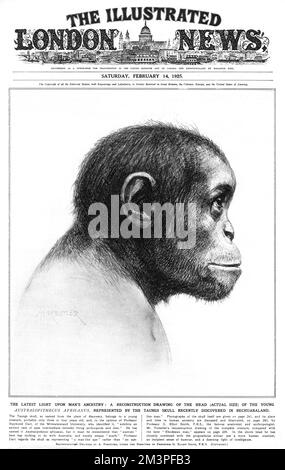 A reconstruction drawing of the head of Australopithecus Africanus ...