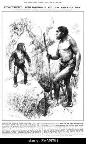 A Reconstruction of Australopithecus Africanus Stock Photo - Alamy