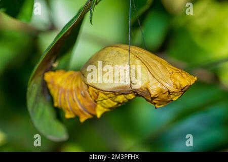 Newborn Queen Alexandra's birdwing butterfly in papua New Guinea - The ...