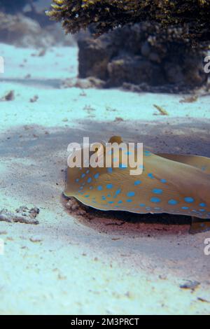 Beautiful Blue Spotted Stingray In The Red Sea In Egypt. Blue Water ...