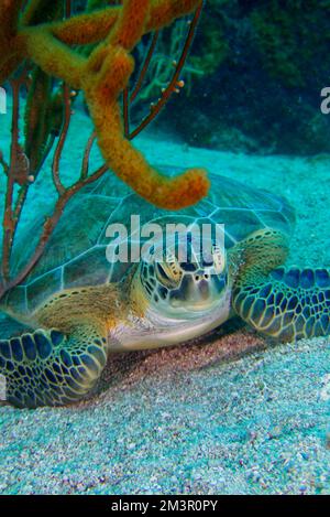Beautiful Green Sea Turtle Swimming In The Caribbean Sea. Blue Water ...