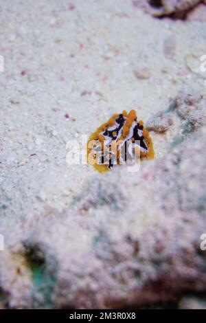 Beautiful colorful sea slug Stock Photo - Alamy