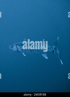 A beautiful big large great barracuda in the colourful coral reef in ...