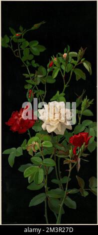 Louis Prang - Roses and Buds Stock Photo - Alamy