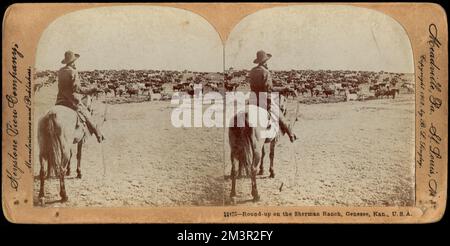 Cattle round-up Sherman Ranch Geneseo Kansas USA early 1900s Stock ...