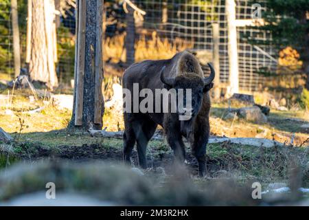 European bison (Bison bonasus) - Parc Animalier - Wildlife Park, Les ...
