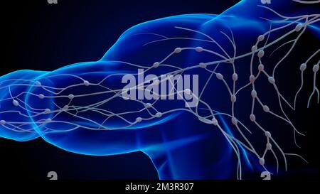 Human damage lymph nodes anatomy for medical concept 3D illustration ...