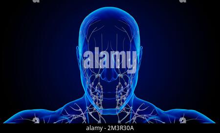 Human damage lymph nodes anatomy for medical concept 3D illustration ...