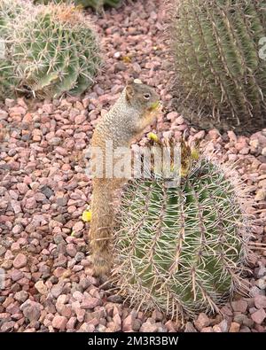 A vertical shot of a squirrel on a rock near the Agnes Lake Stock Photo ...