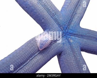 BRIGHT BLUE STARFISH. Linckia laevigata PHYLUM ECHINODERMATA. CLASS ...