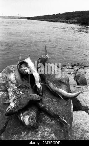 The poison accident on the Rhine, here on 20. 3. 1969, had terrible ...