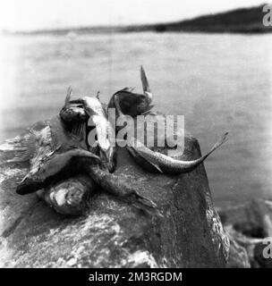 The poison accident on the Rhine, here on 20. 3. 1969, had terrible ...