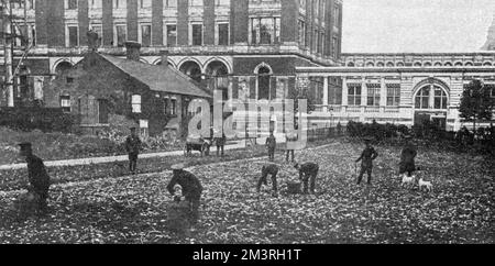 Natural History Museum, WW1 farm Stock Photo - Alamy
