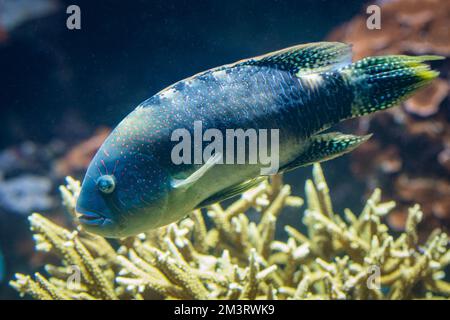 Abudjubbe wrasse (Cheilinus abudjubbe) Underwater, Marine life Stock ...