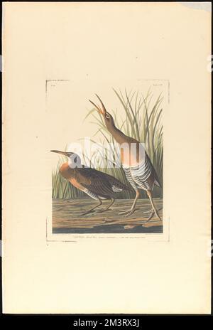 Rallus crepitans.; Clapper Rail, or Salt-water Marsh Hen. 1. Male. 2 ...