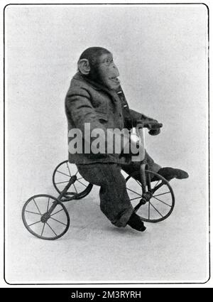 Consul the Chimp at the London Hippodrome Stock Photo - Alamy