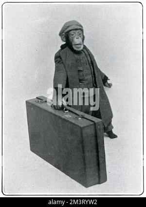 Consul the Chimp at the London Hippodrome Stock Photo - Alamy