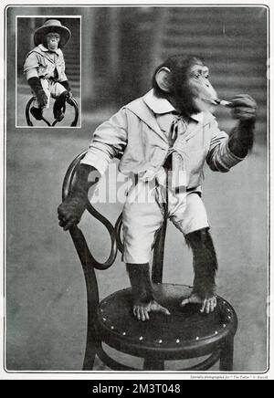 Consul the Chimp at the London Hippodrome Stock Photo - Alamy