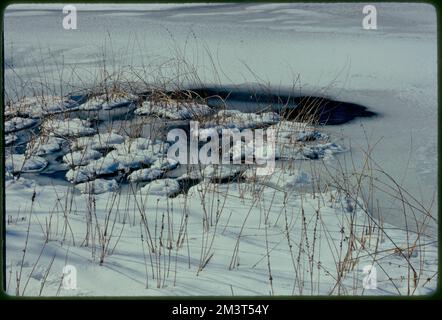 Sandwich, Mass. Birds winter in pollution-free millpond in Sandwich ...