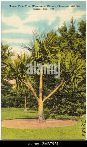 Screw Pine Tree (Pandanus Utilus), Flamingo Groves, Davie, Florida ...