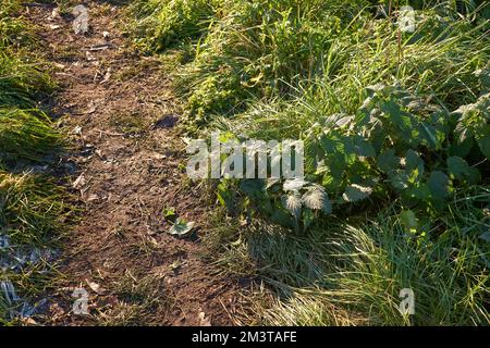 Narrow dirt foot path example Stock Photo - Alamy