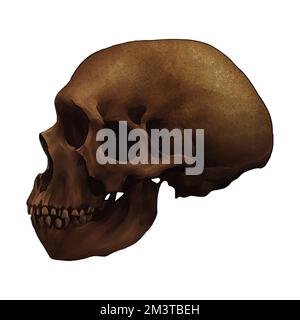 Neanderthals Archaic Extinct Human Skull Vs Modern Human Skull ...