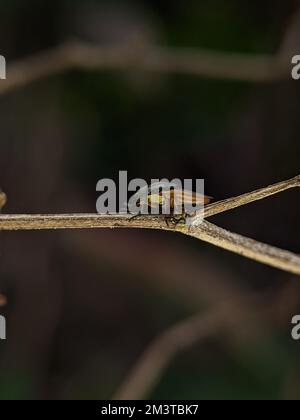 A closeup of a fly (Stomorhina lunata) on a wooden branch with blurred ...