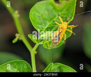 Assassin bug Harpactorinae mating on a green leaf with blur background ...