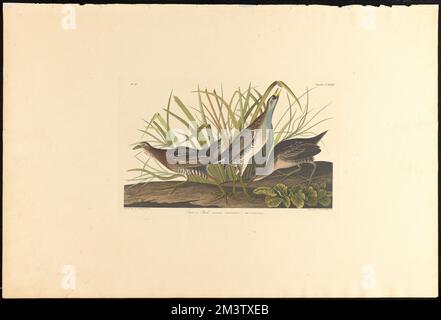 Sora Rail. 1. Male. 2. Female. 3. Young., Audubon, John James, 1785 ...