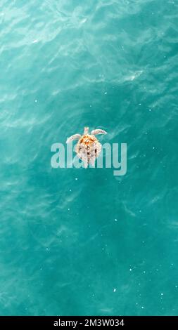 A vertical shot of a turtle swimming on the sea Stock Photo - Alamy