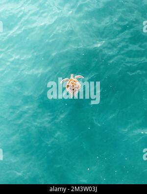 Vertical shot of a sea turtle swimming underwater Stock Photo - Alamy