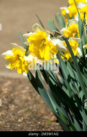 Yellow split-cupped Collar daffodils (Narcissus) Palette bloom in a ...