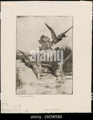 Startled ducks , Ducks, Flying, Grasses. Frank W. Benson (1862-1951 ...