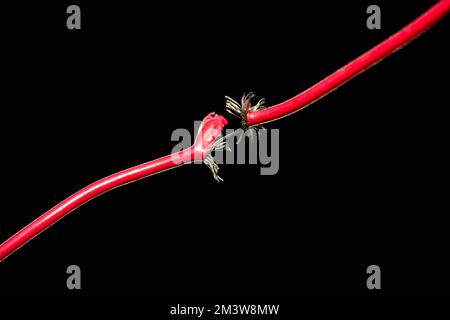 Faulty electrical wire Stock Photo - Alamy
