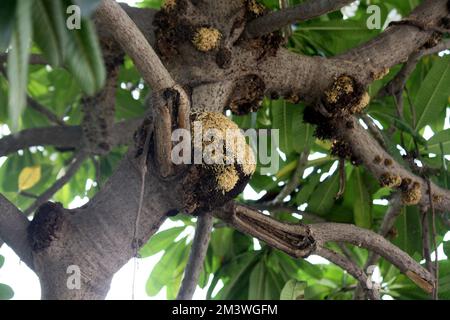 Adventitious or aerial roots on trunk and branches of Plumeria tree ...