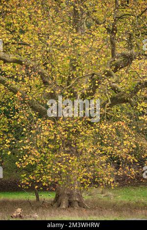 Beautiful portrait of London Plane tree Planatus Acerifolia in Autumn ...