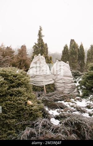 Protection of coniferous plants from snowfall in winter. Wintering of ...