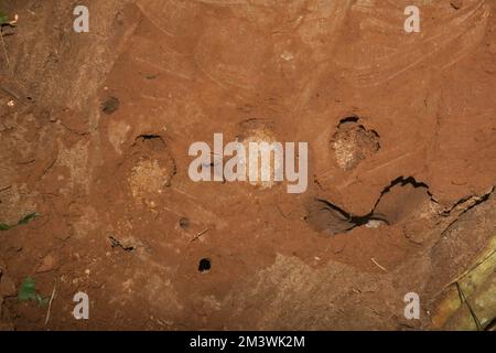 Inside termite mound Stock Photo - Alamy